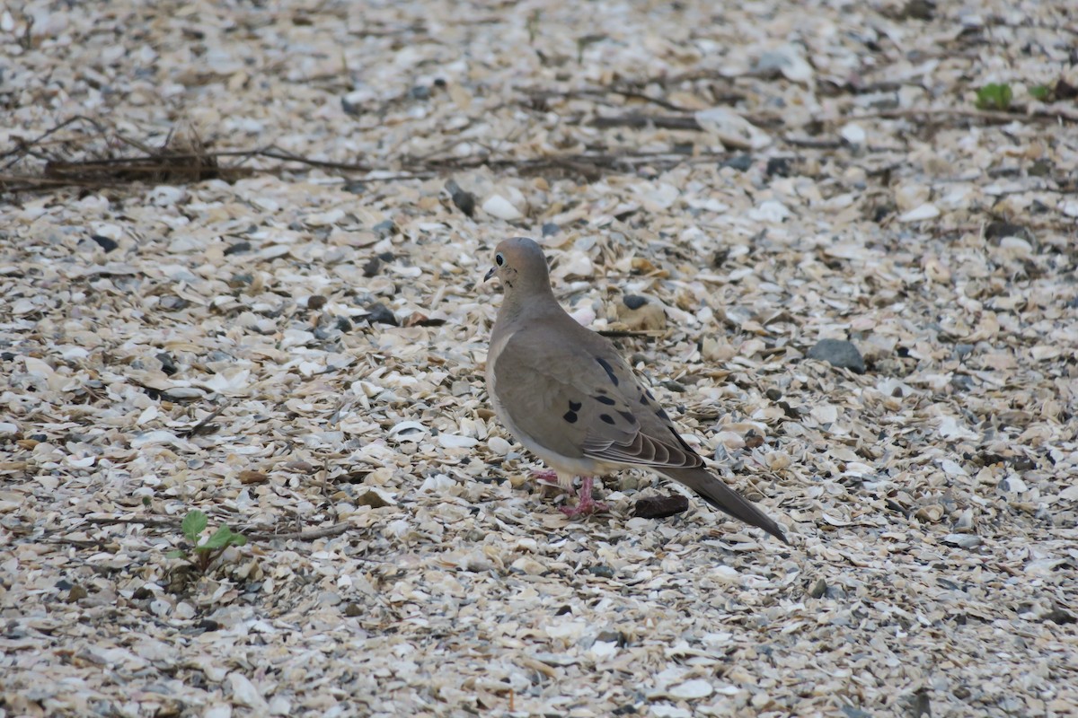 eBird Checklist - 7 Apr 2025 - Foster City Shell Bar - 25 species