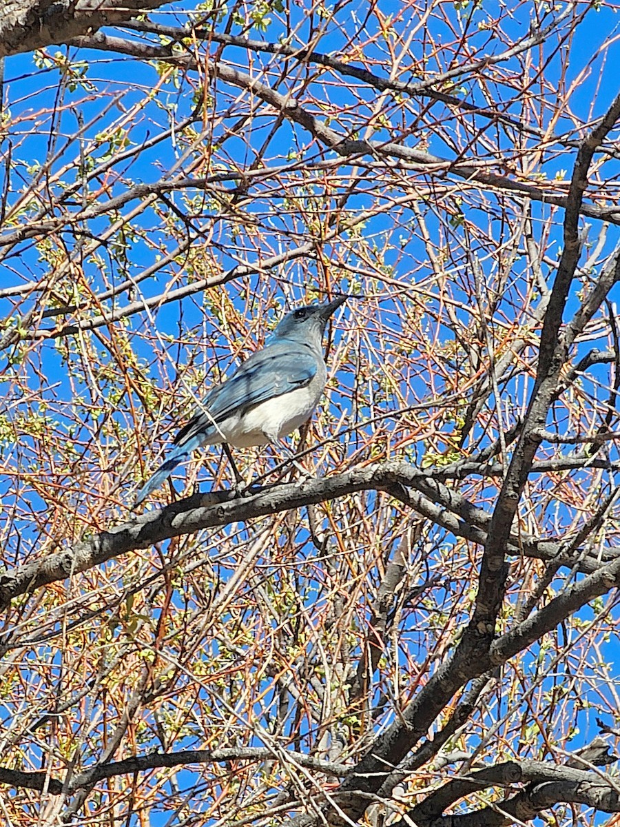 eBird Checklist - 7 Apr 2025 - Sycamore Canyon (Pajarito Mountains ...