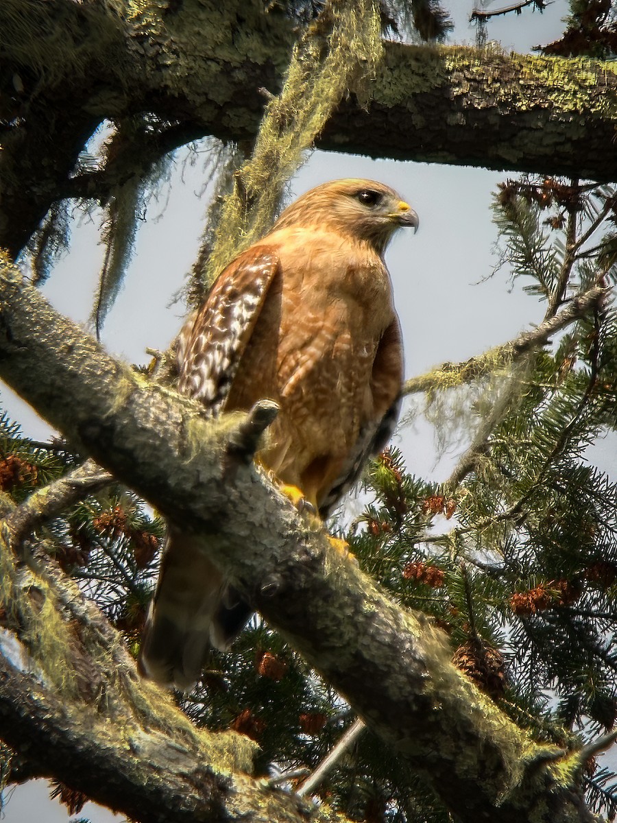 eBird Checklist - 5 Apr 2025 - Pt. Reyes--Earthquake Trail - 25 species ...