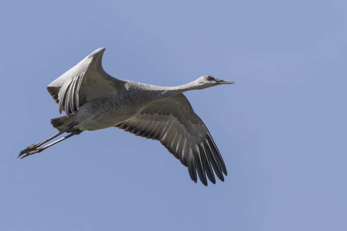 eBird Checklist - 4 Apr 2025 - Sauvie Island--Rentenaar Rd. - 34 species
