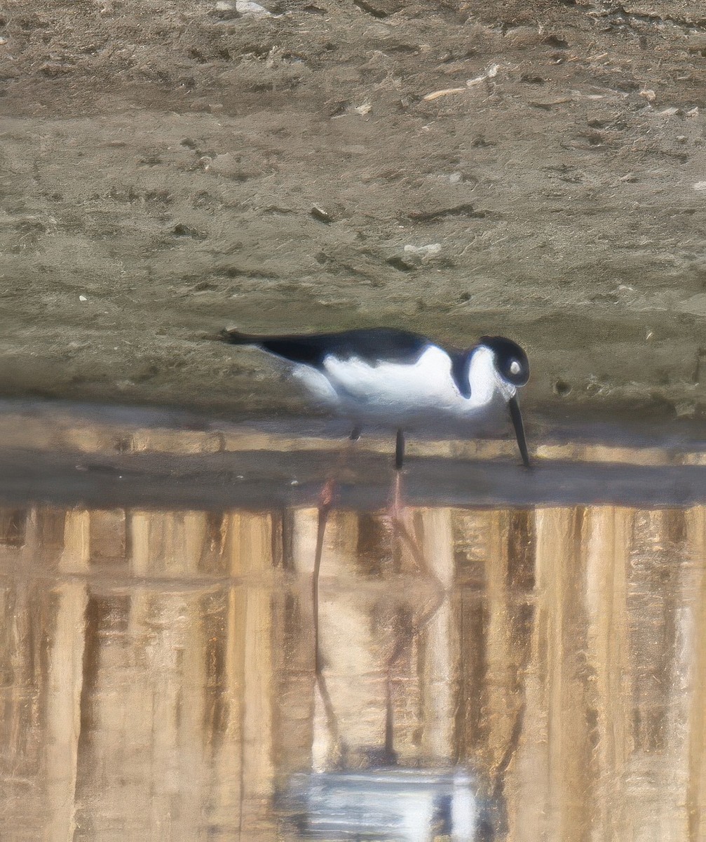 eBird Checklist - 7 Apr 2025 - Waneka Lake/Greenlee Preserve - 20 species