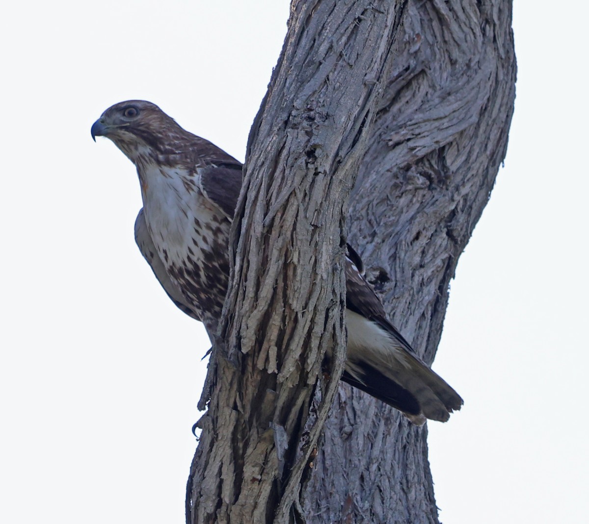Red-tailed Hawk - Buteo jamaicensis - 搜尋影音- Macaulay Library 及 eBird