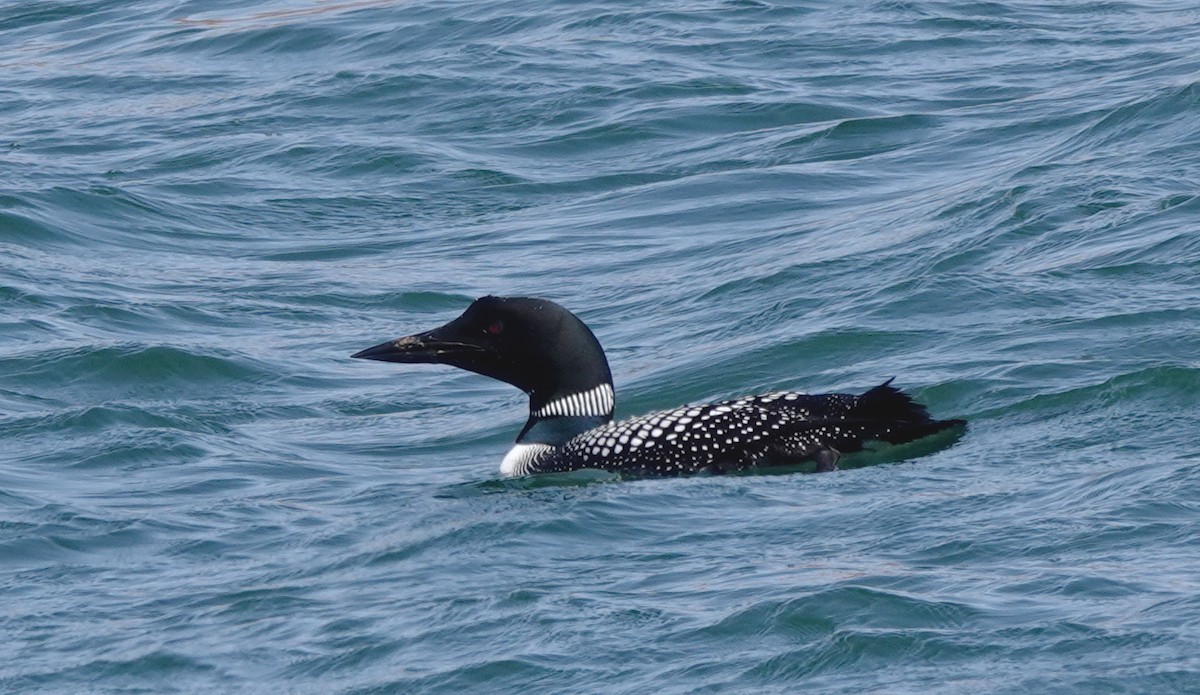 ML633371765 - Common Loon - Macaulay Library