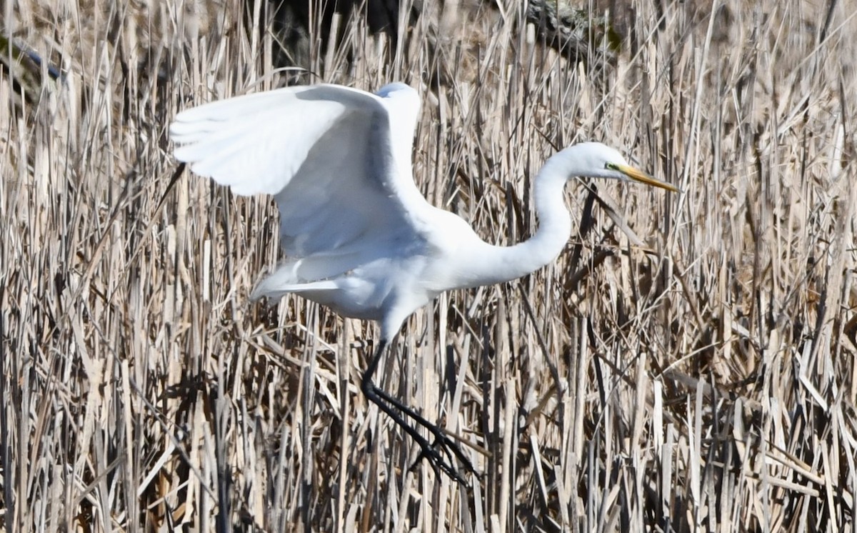 eBird Checklist - 7 Apr 2025 - Orweiler Rd. Marsh - 31 species