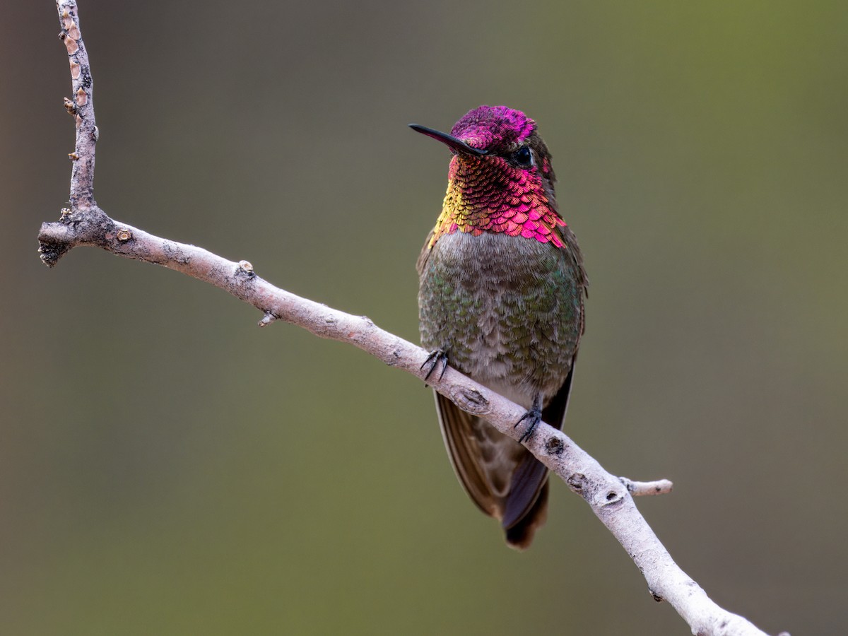 ML633373275 - Anna's Hummingbird - Macaulay Library