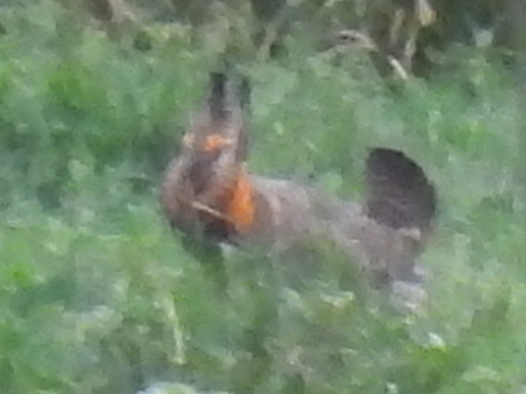 eBird Checklist - 6 Apr 2025 - Attwater Prairie Chicken NWR (CTC 004 ...