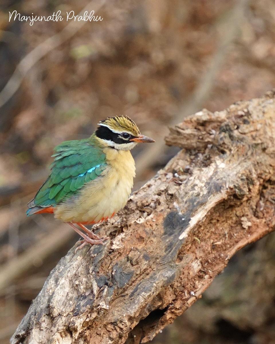 eBird Checklist - 5 Apr 2025 - Trans Indus - 21 species