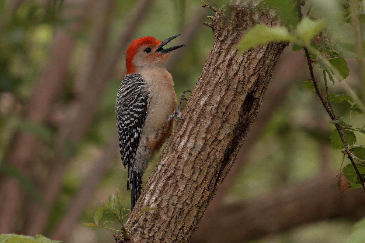 eBird Checklist - 7 Apr 2025 - LSU Burden Center - 31 species