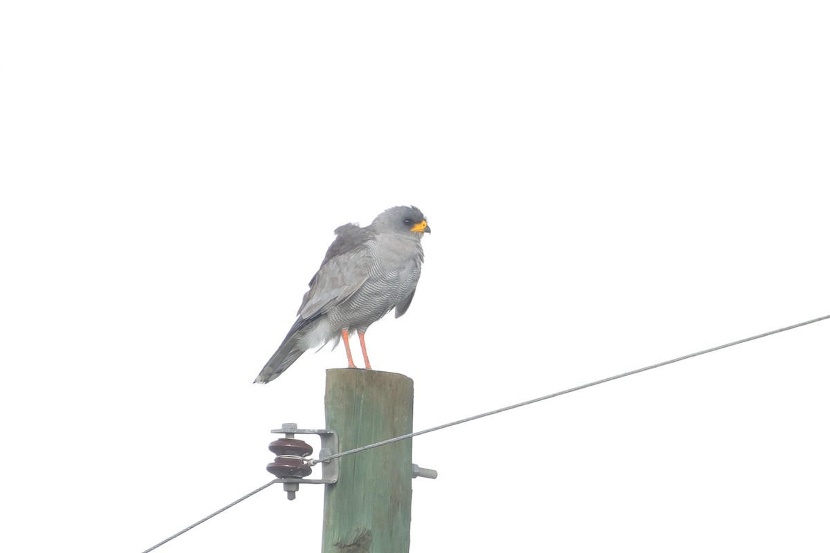 eBird Checklist - 29 Mar 2025 - Engikaret Lark Plains - 38 species