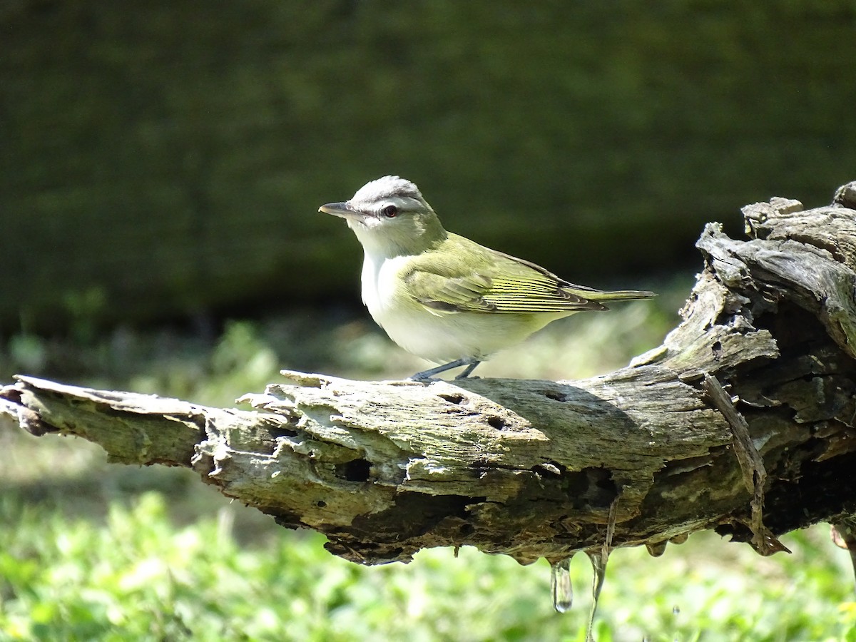 eBird Checklist - 7 Apr 2025 - South Padre Is.--Birding and Nature ...