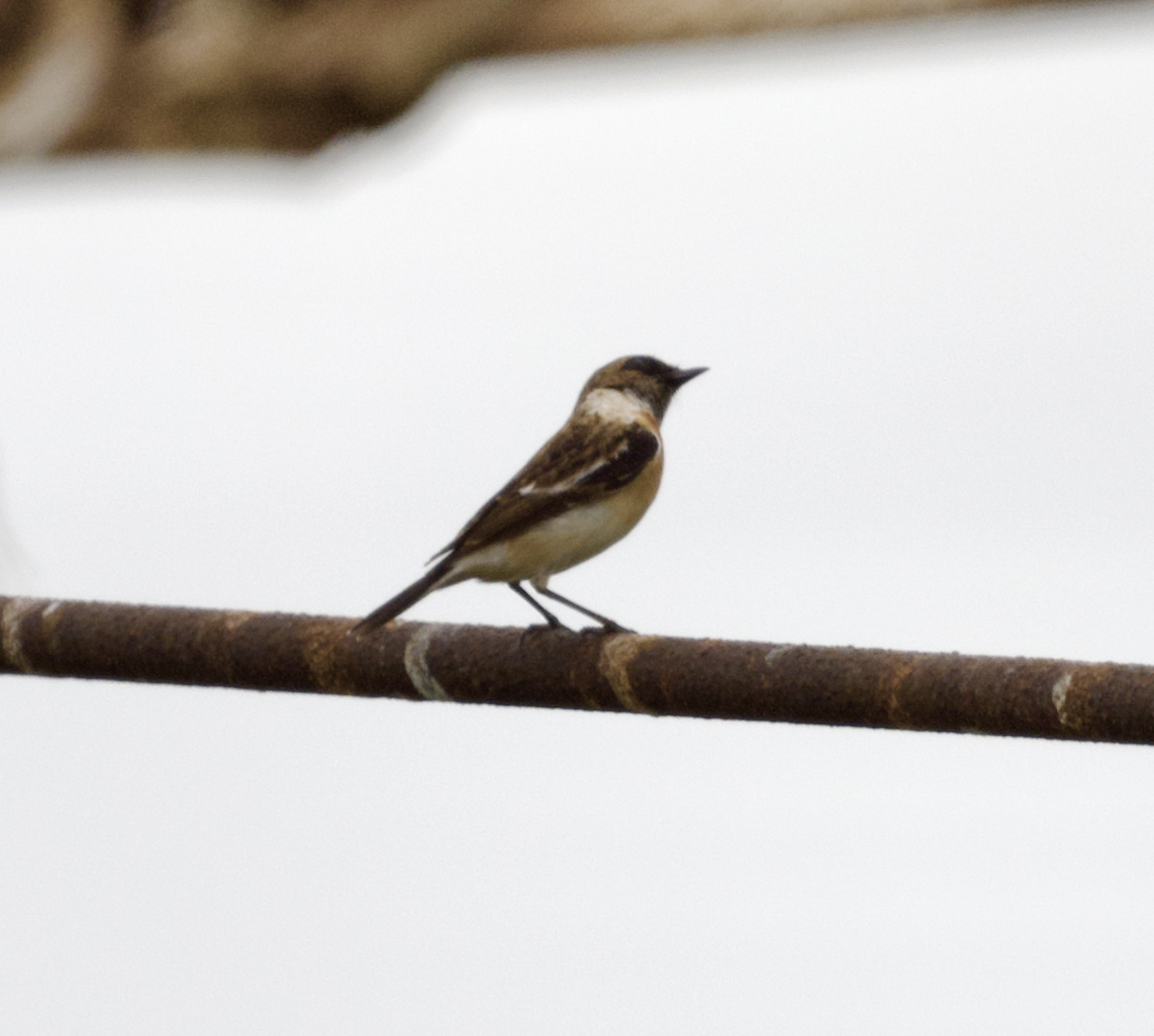 ML633388263 - Siberian Stonechat (Caspian) - Macaulay Library