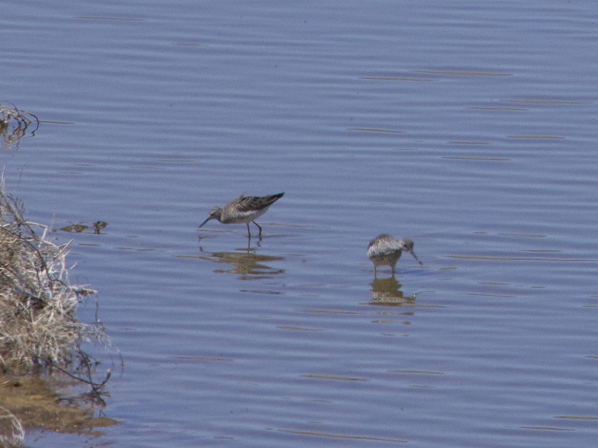 eBird Checklist - 7 Apr 2025 - Karval Reservoir SWA - 13 species