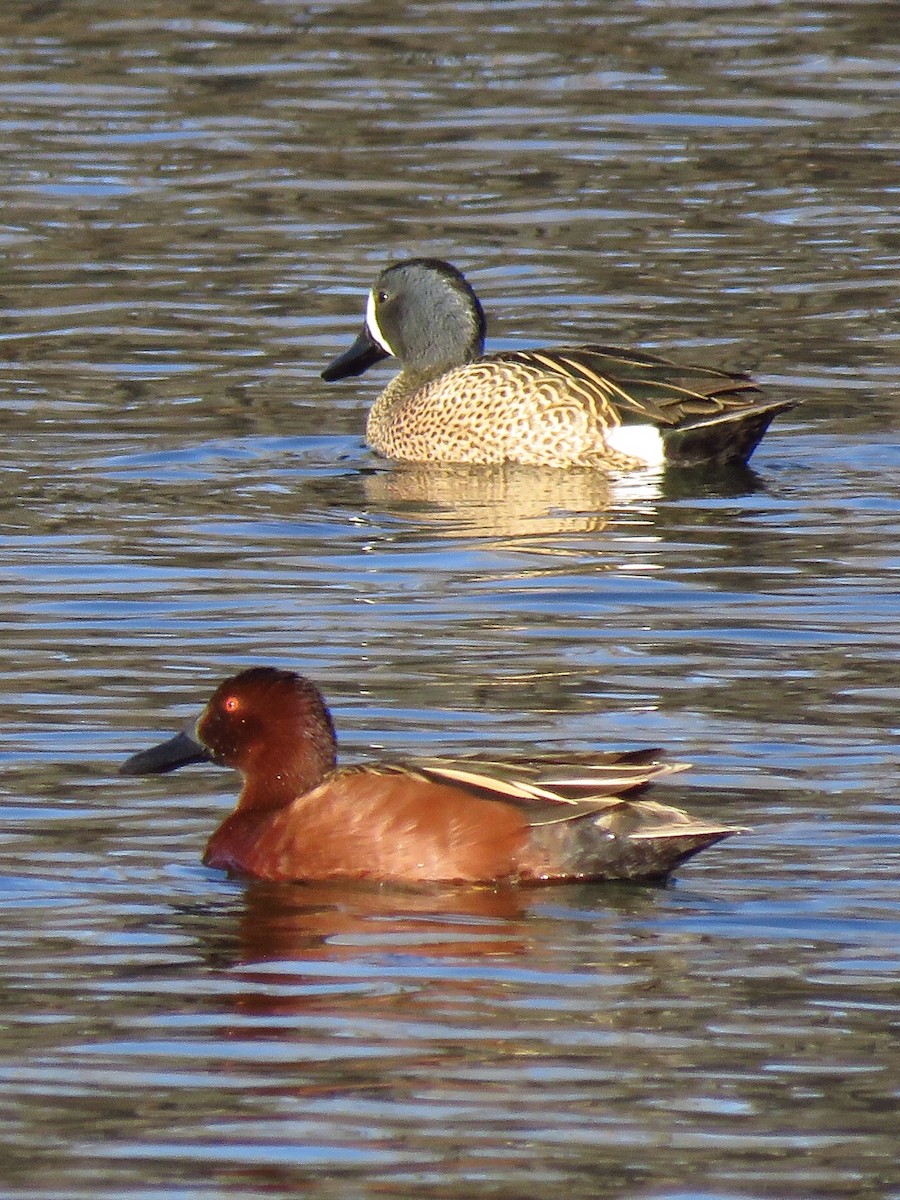 eBird Checklist - 7 Apr 2025 - Sands Lake SWA - 16 species