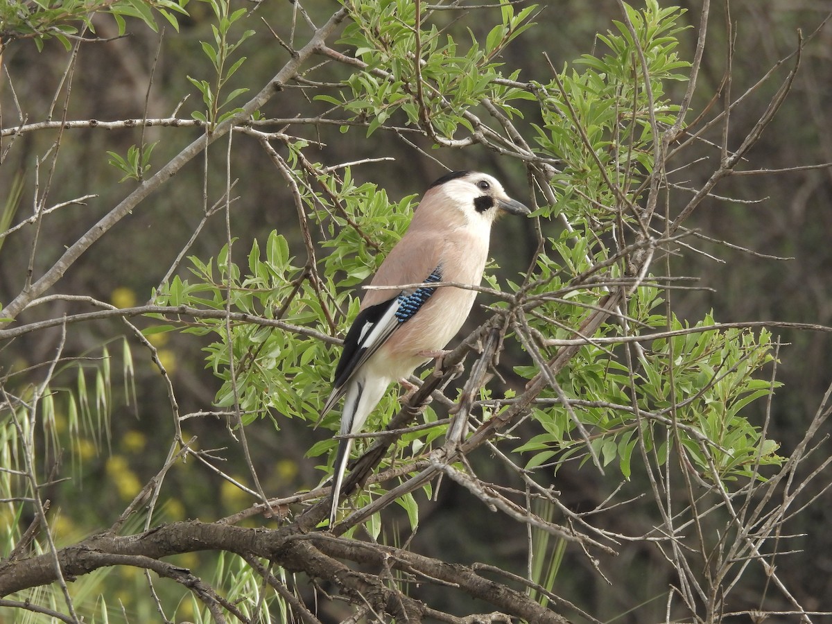 Israel Breeding Bird Atlas Checklist - 8 Apr 2025 - Danya Park פארק ...