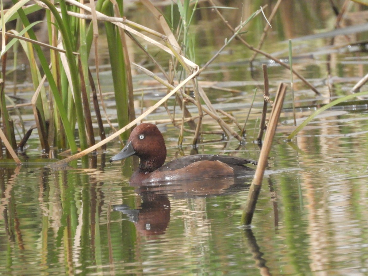 Israel Breeding Bird Atlas Checklist - 8 Apr 2025 - Gazelle Valley עמק ...