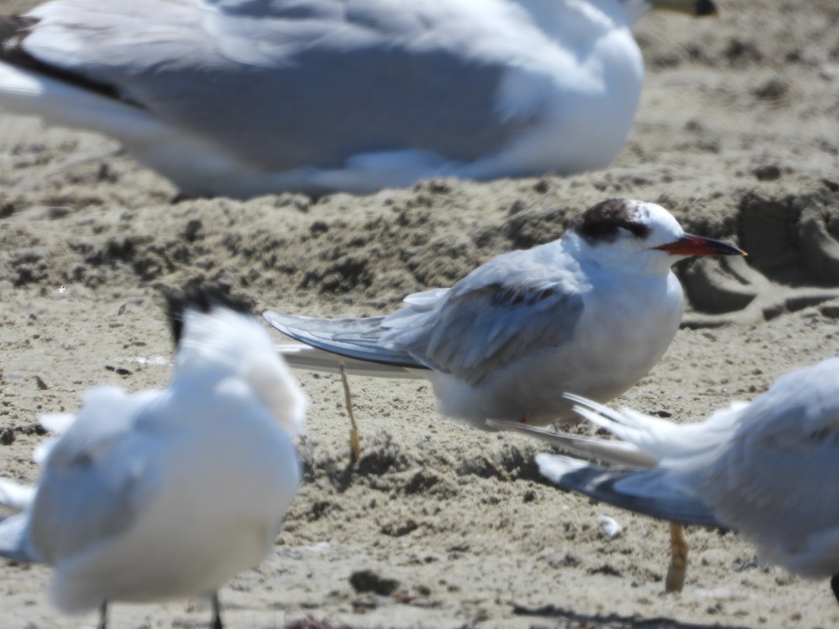 eBird Checklist - 6 Apr 2025 - Port Aransas Jetty (CTC 058) - 5 species