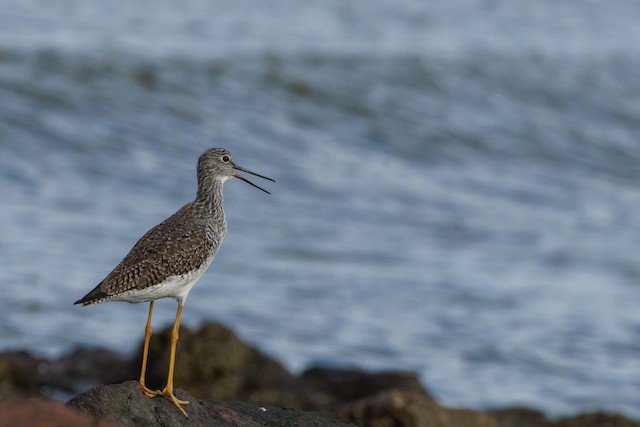 ¡Participa en el Quinto Reto de Grabación de Sonidos de Aves en ...