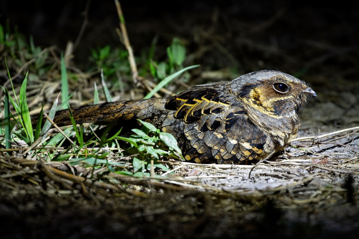 ML633393627 - Common Pauraque - Macaulay Library