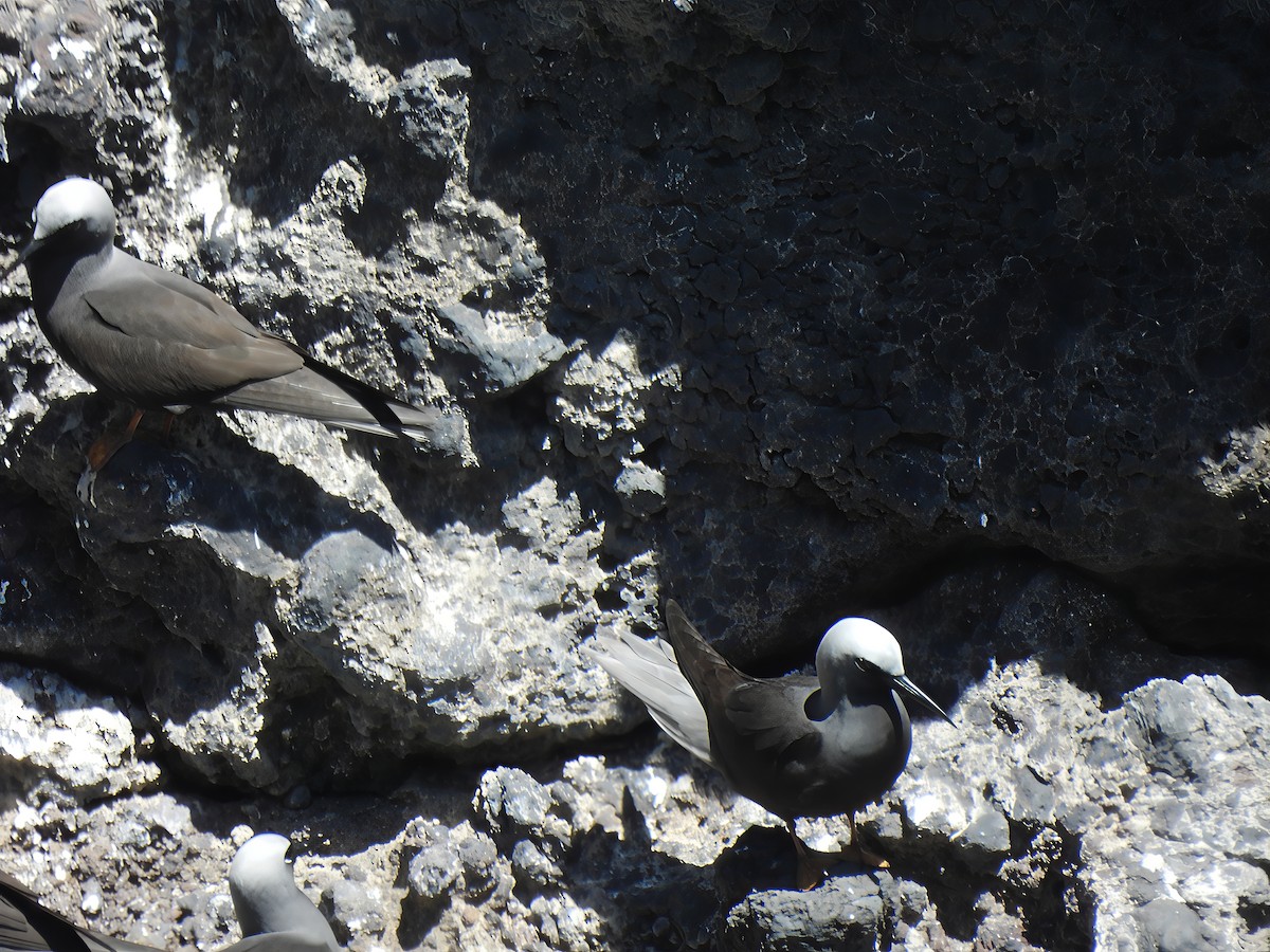 eBird Checklist - 24 Mar 2025 - Wai'anapanapa State Park - 1 species