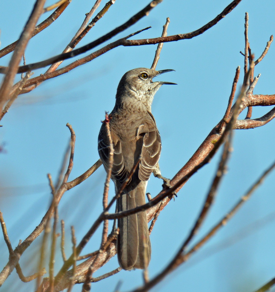 eBird Checklist - 3 Apr 2025 - Bahama Mockingbird Day 8 Caribbean Conservation Trust - 4 species