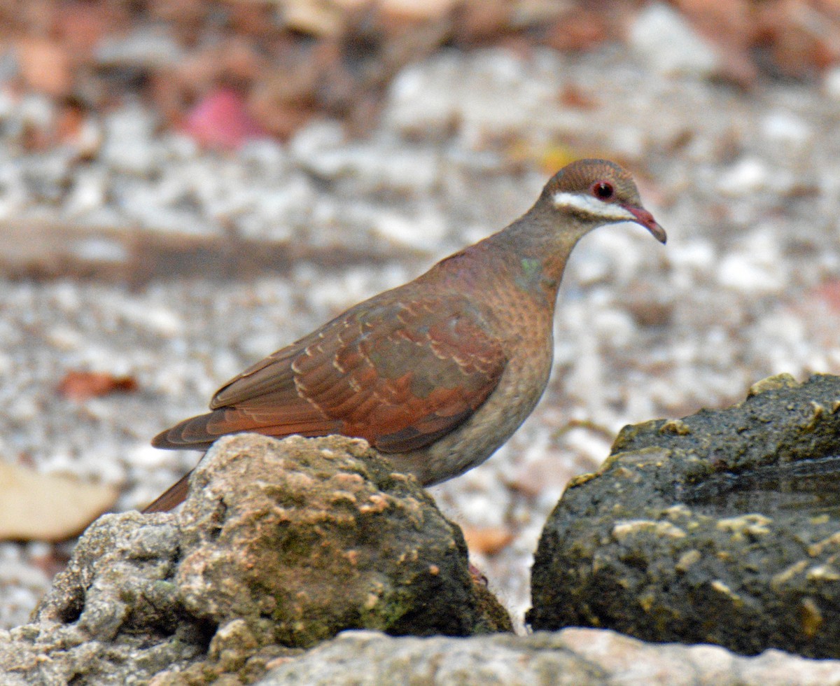 eBird Checklist - 3 Apr 2025 - Cayo Coco--Cueva del Jabali - 18 species