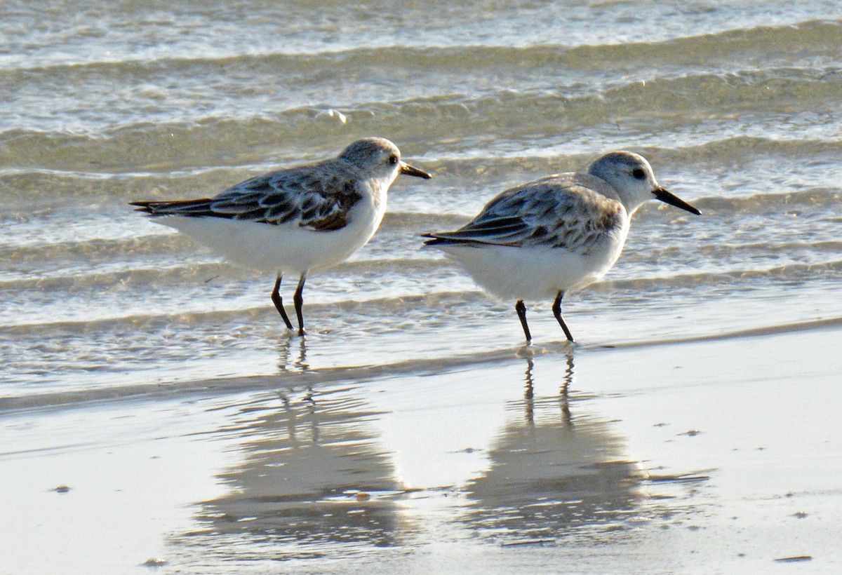 eBird Checklist - 3 Apr 2025 - Cayo Coco - Playa Las Coloradas - 8 species