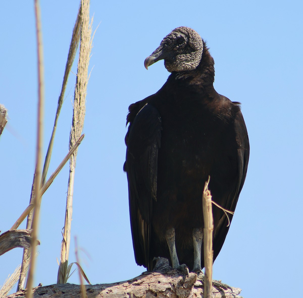 eBird Checklist - 7 Apr 2025 - Bardwell Lake--Buffalo Creek Wetlands ...