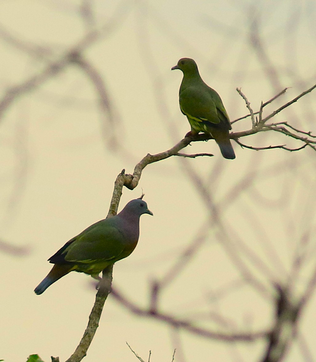 eBird Checklist - 24 Jan 2025 - Taman Alam Kuala Selangor - 21 species