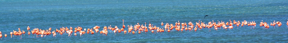 eBird Checklist - 4 Apr 2025 - Cayo Coco--causeway - 8 species