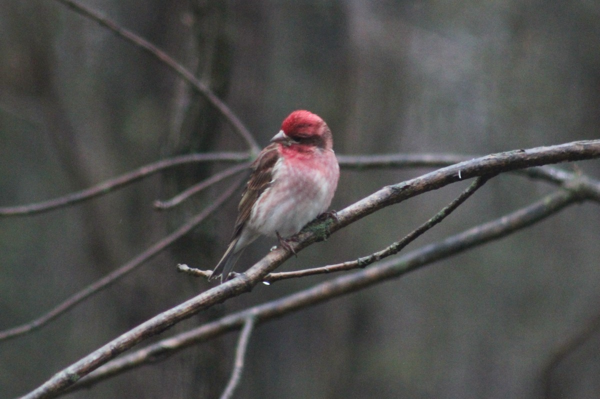 Pennsylvania Bird Atlas Checklist - 8 Apr 2025 - Wolfe Mt. - 17 species