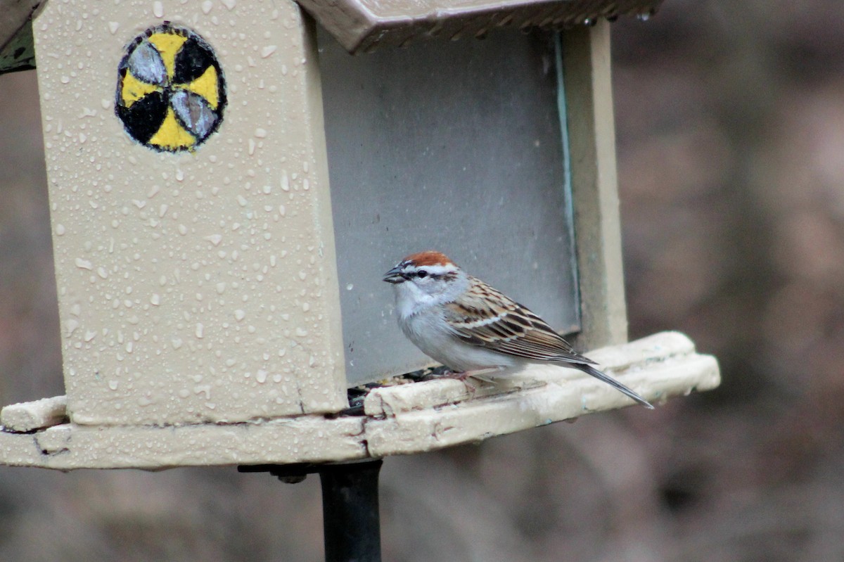 Pennsylvania Bird Atlas Checklist - 2 Apr 2025 - Wolfe Mt. - 1 species