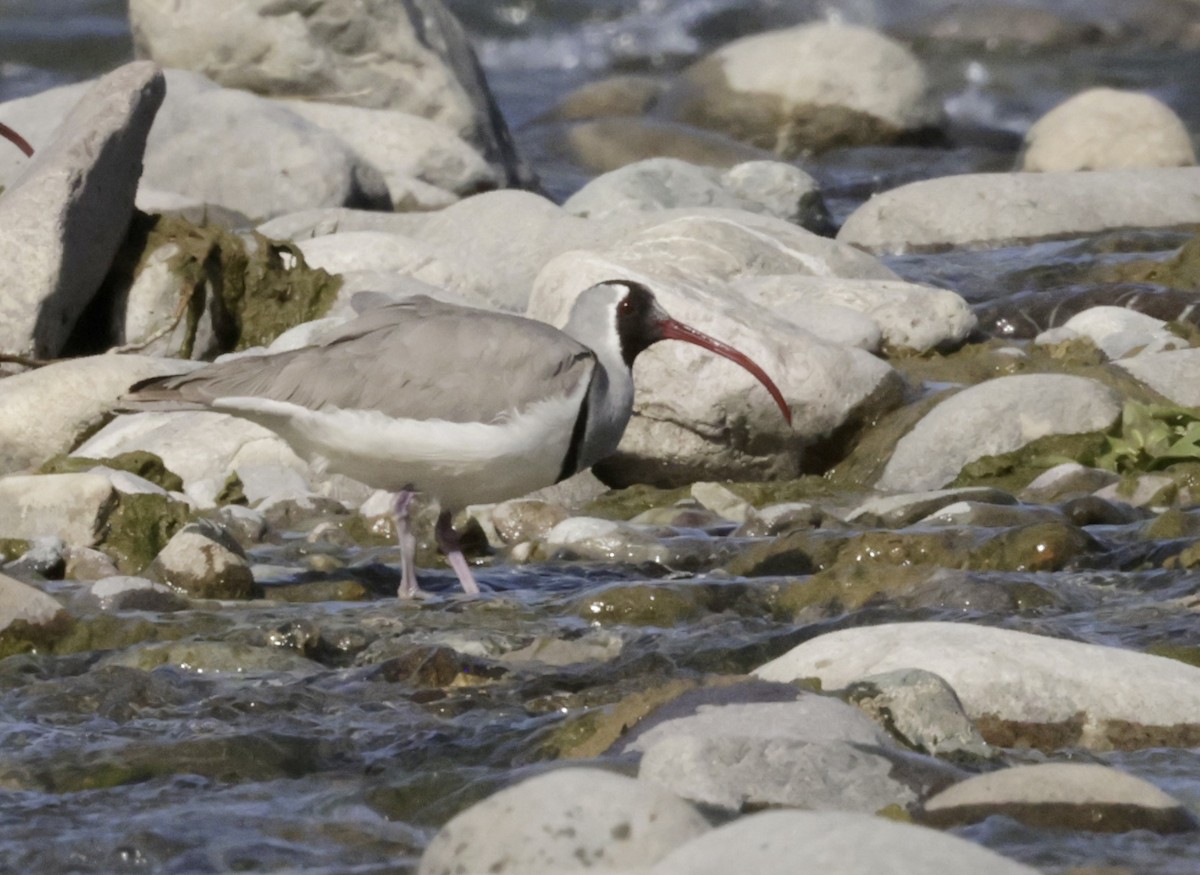 eBird Checklist - 3 Mar 2025 - Koshi River -- Girija Devi Temple - 20 ...