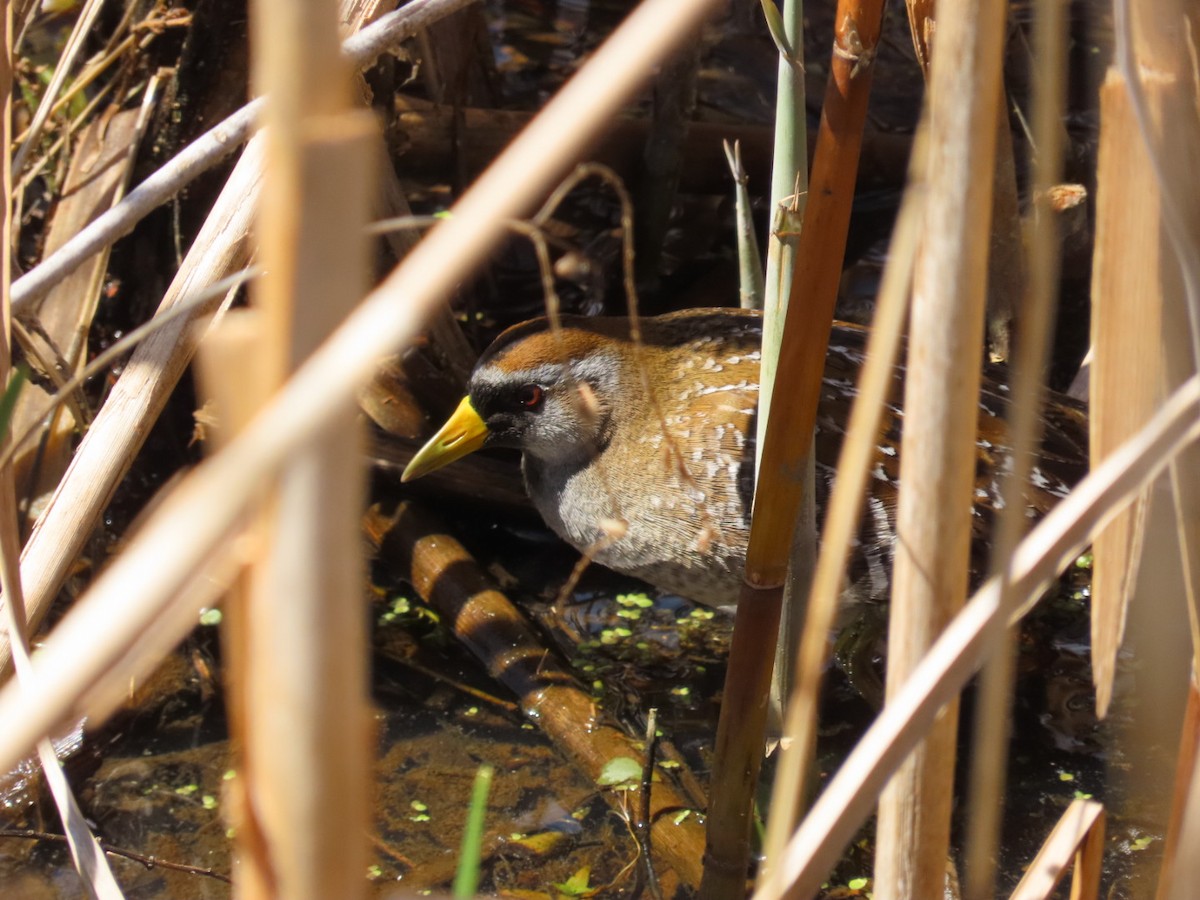 eBird Checklist - 8 Apr 2025 - John Heinz NWR--impoundment (Philadelphia Co.) - 13 species