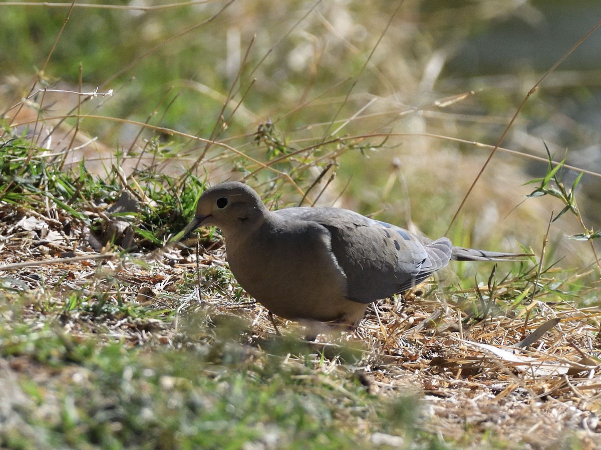 eBird Checklist - 8 Apr 2025 - Fort Lowell Park and Pantano Wash - 40 ...