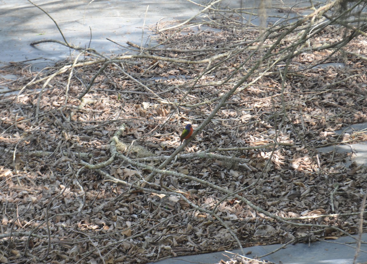 eBird Checklist - 5 Apr 2025 - Phinizy Swamp Nature Park - 62 species