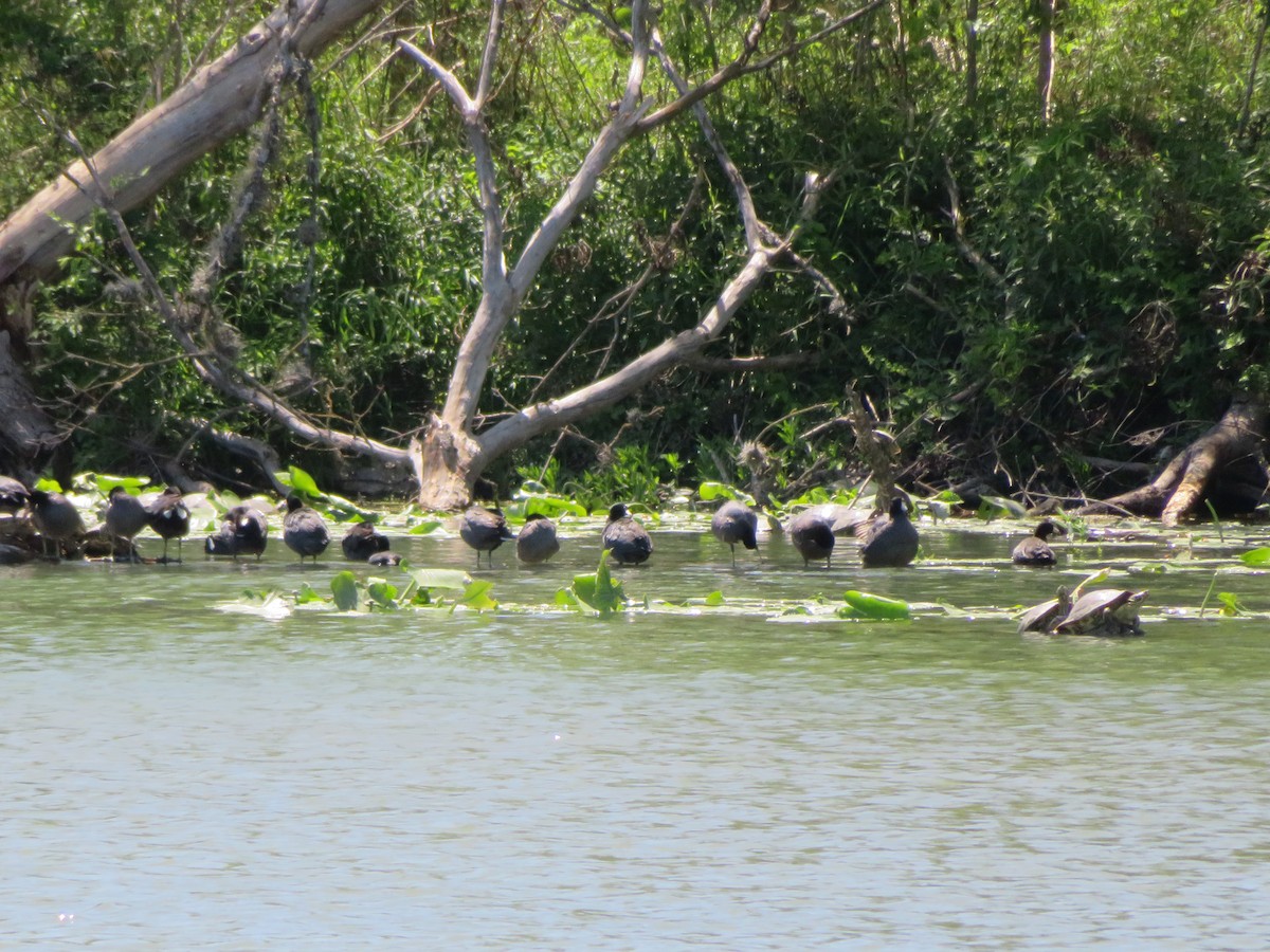 eBird Checklist - 8 Apr 2025 - Kerrville--Flat Rock Lake (HOTW077) - 17 ...