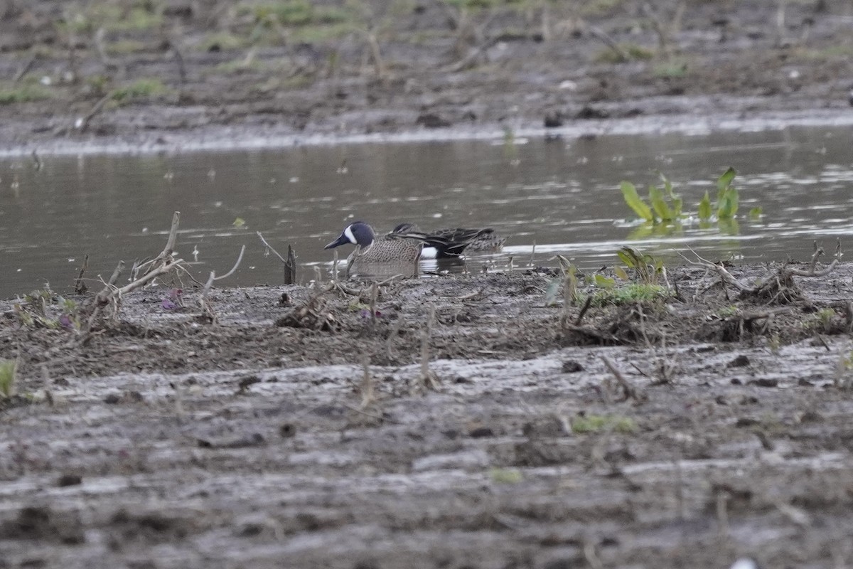 eBird Checklist - 8 Apr 2025 - Chippewa Inlet Trail--South - 35 species