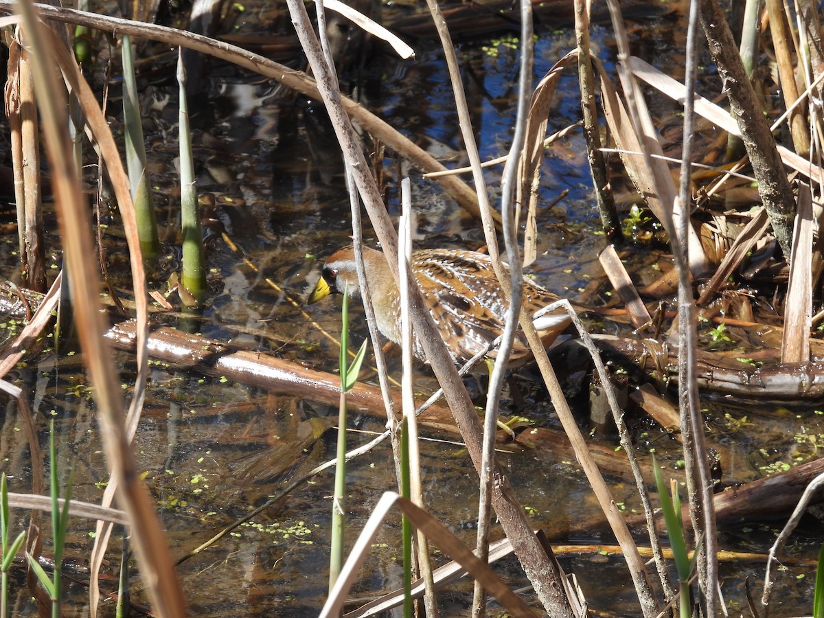 eBird Checklist - 8 Apr 2025 - John Heinz NWR--impoundment (Philadelphia Co.) - 60 species