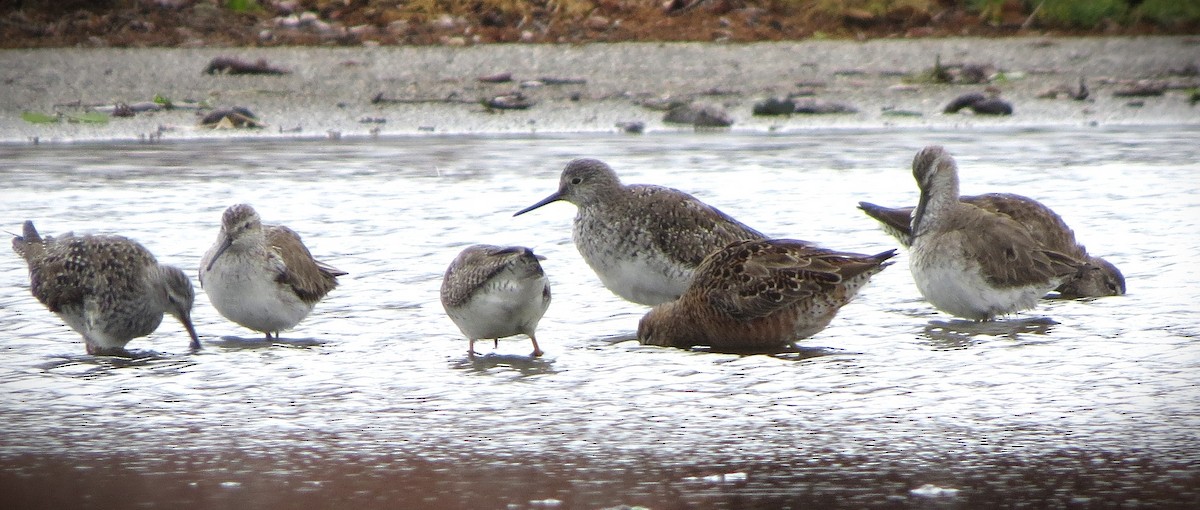 eBird Checklist - 7 Apr 2025 - Singing River Island (restricted access ...