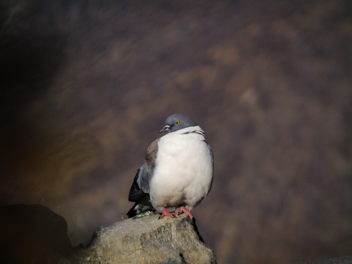 ML633433444 - Snow Pigeon - Macaulay Library