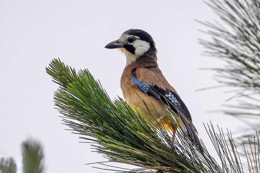 Eurasian Jay (White-faced) - eBird