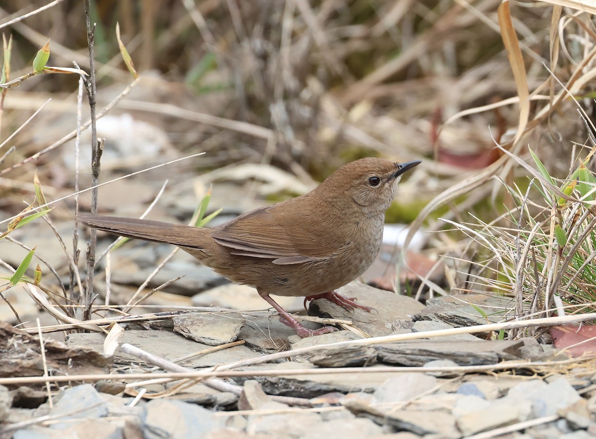 Taiwan Bird Atlas Checklist - 9 Apr 2025 - 太魯閣NP--松雪樓(Taroko NP ...