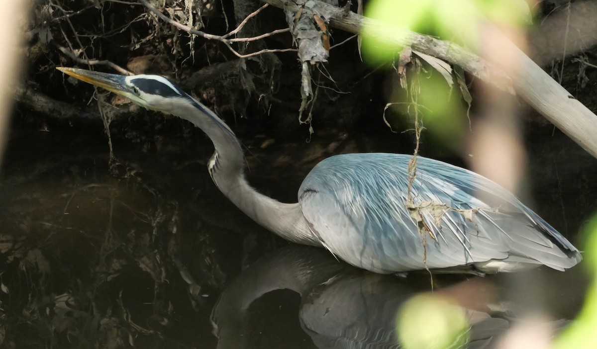 eBird Checklist - 8 Apr 2025 - Prairie Creek Park (Collin Co. portion ...
