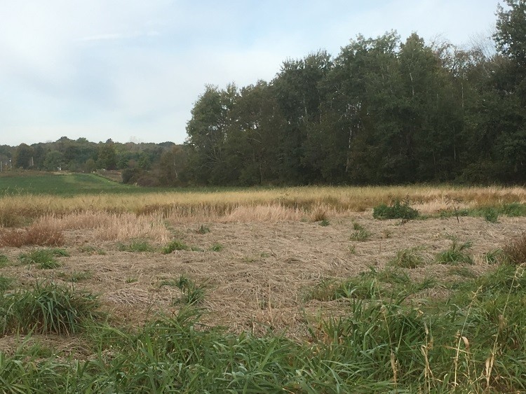 Chippewa Lake Park--Krabill Lodge - Medina, Ohio, US - Birding Hotspots