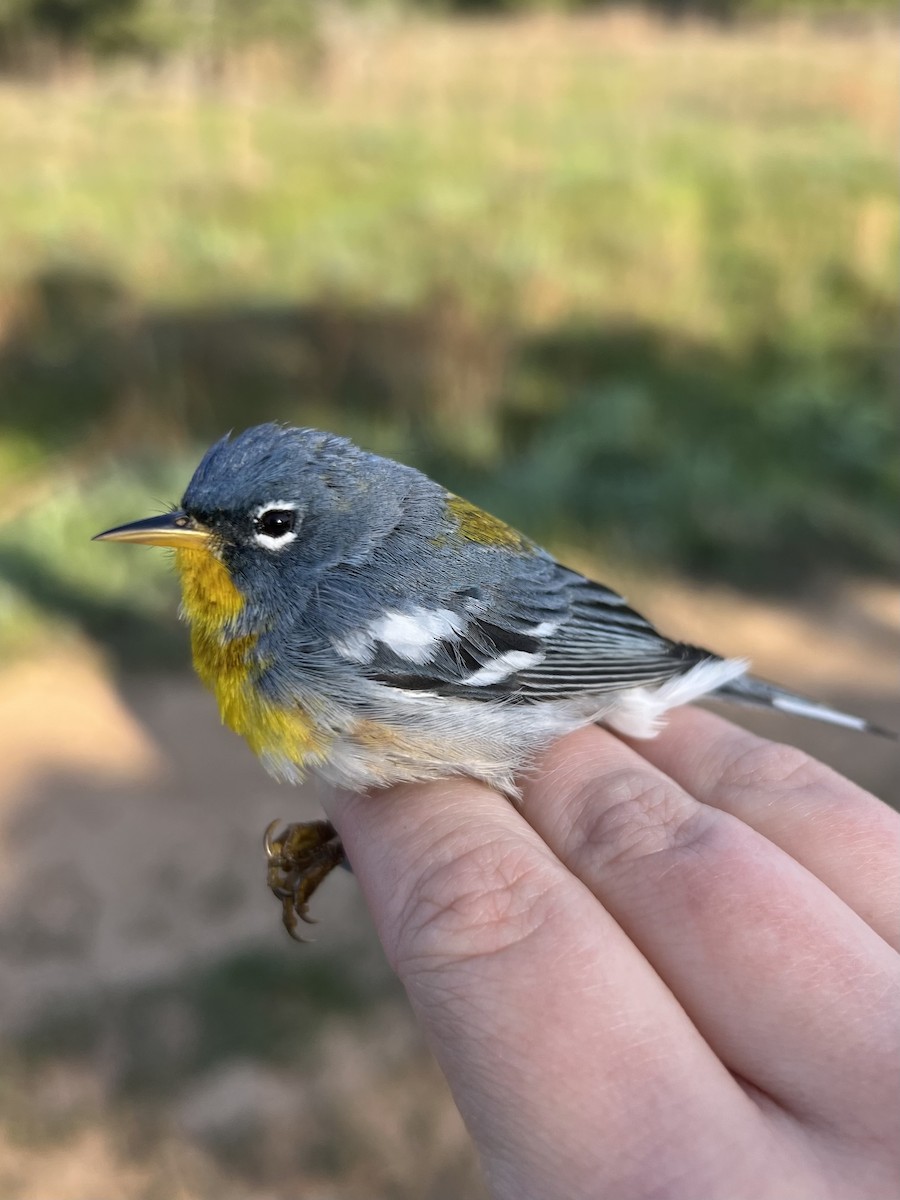 ML633446150 - Northern Parula - Macaulay Library