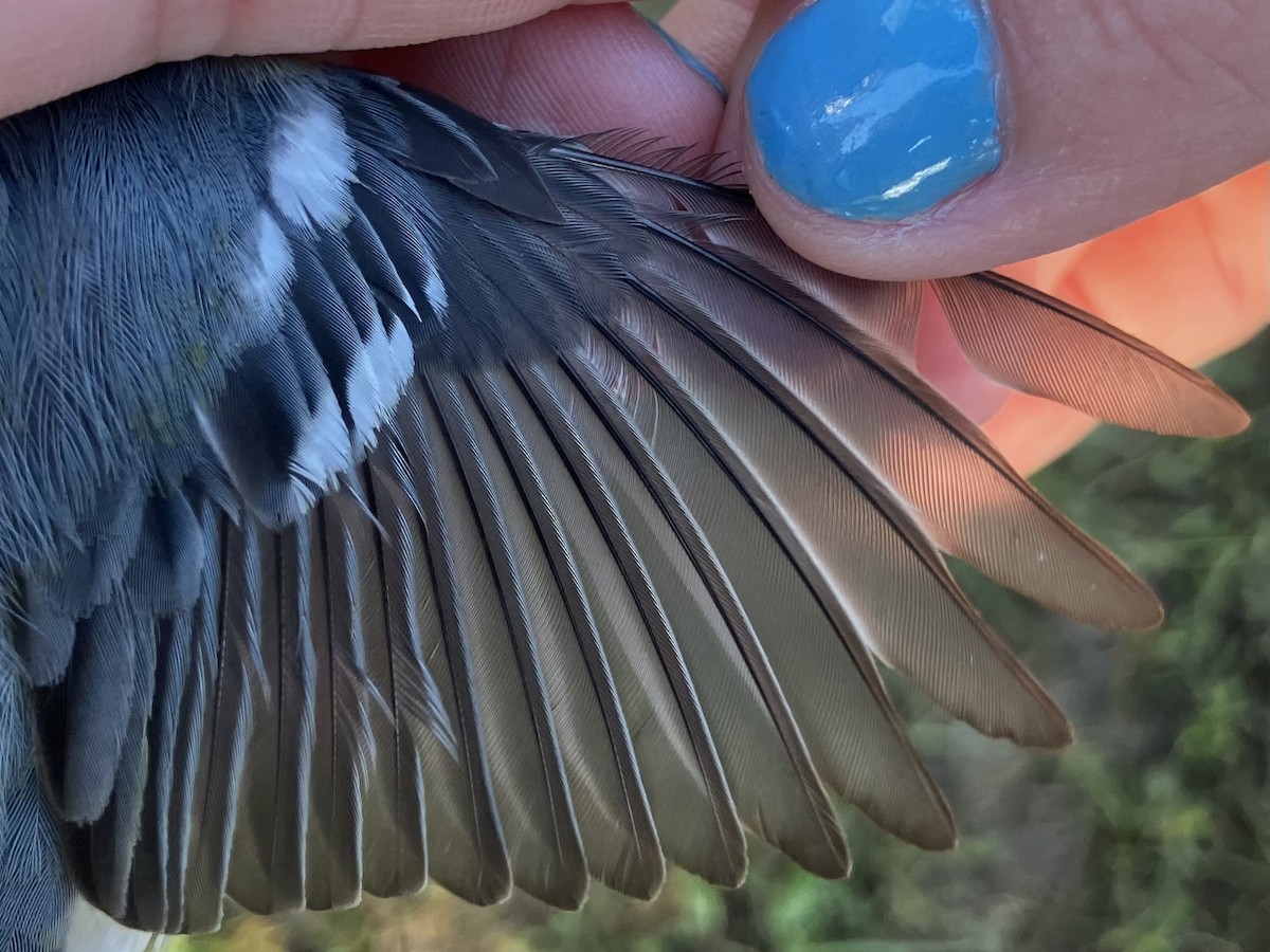 ML633446151 - Northern Parula - Macaulay Library