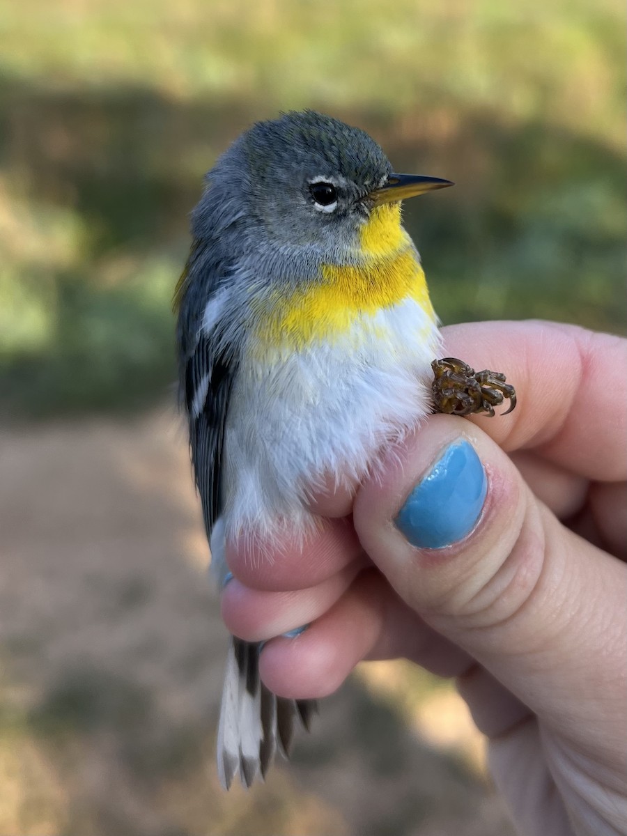 ML633446153 - Northern Parula - Macaulay Library