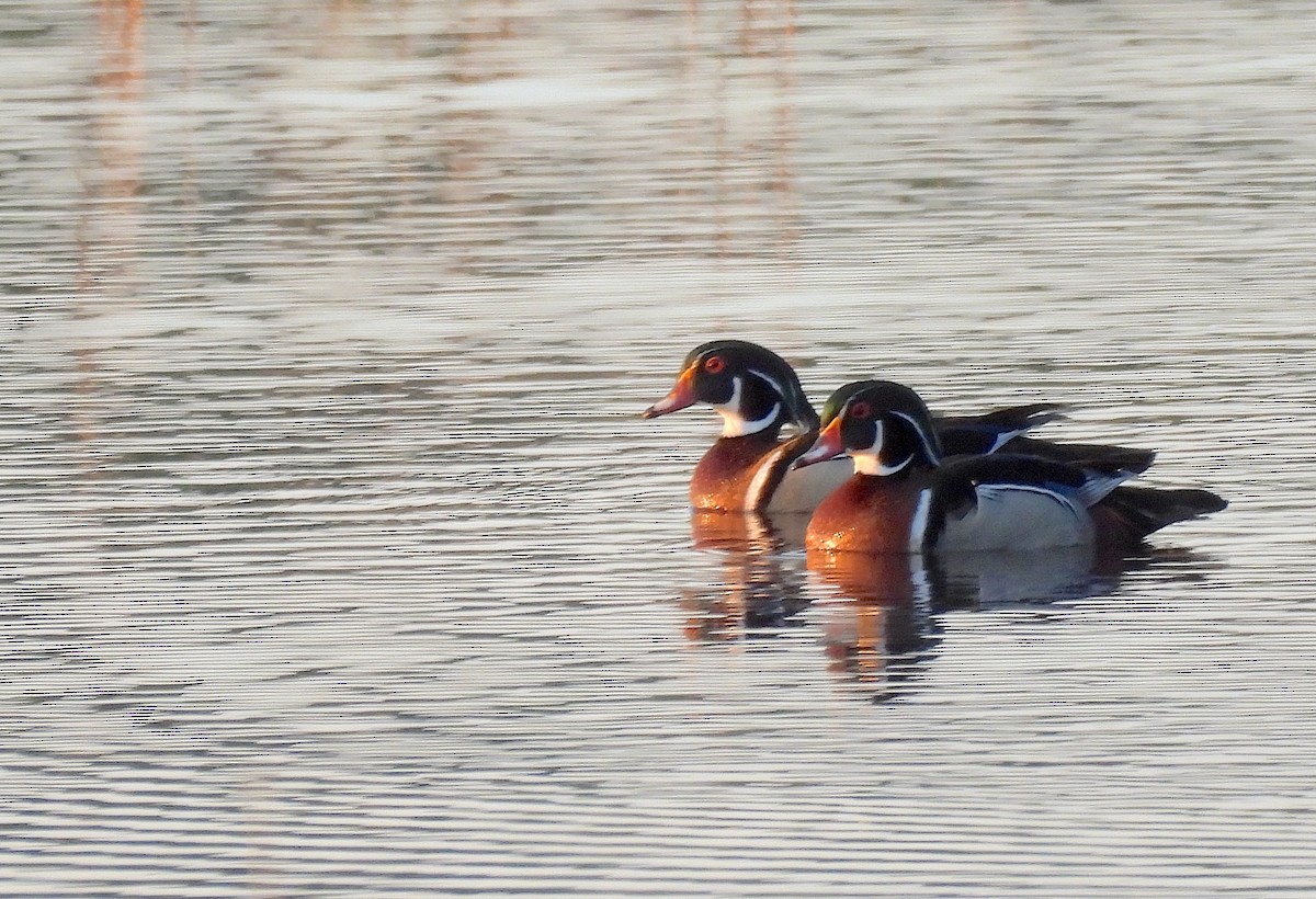 eBird Checklist - 9 Apr 2025 - Crews Lake Park - 47 species