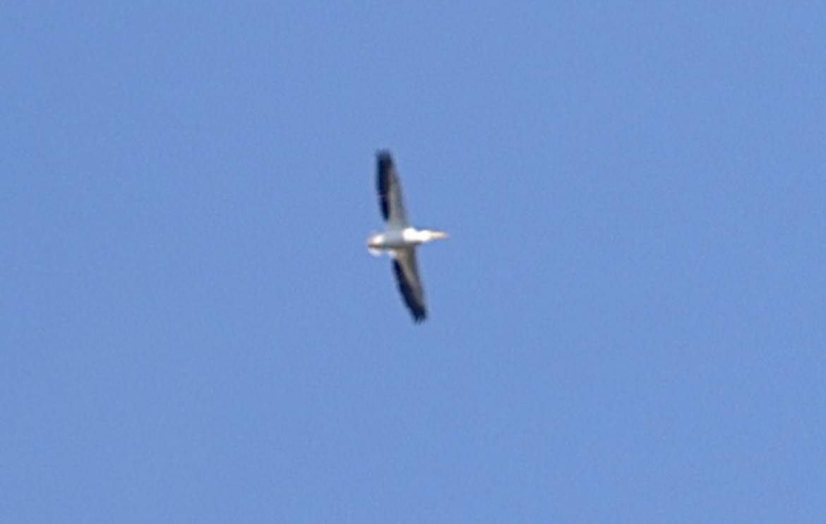 eBird Checklist - 9 Apr 2025 - Cape Island--CMPSP--Hawkwatch Platform ...