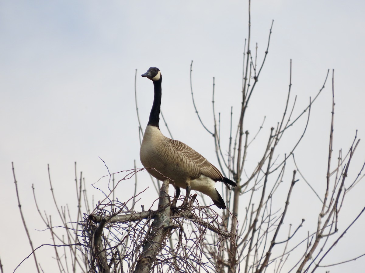 Pennsylvania Bird Atlas Checklist - 7 Apr 2025 - Presque Isle SP--Dead Pond Trail - 31 species